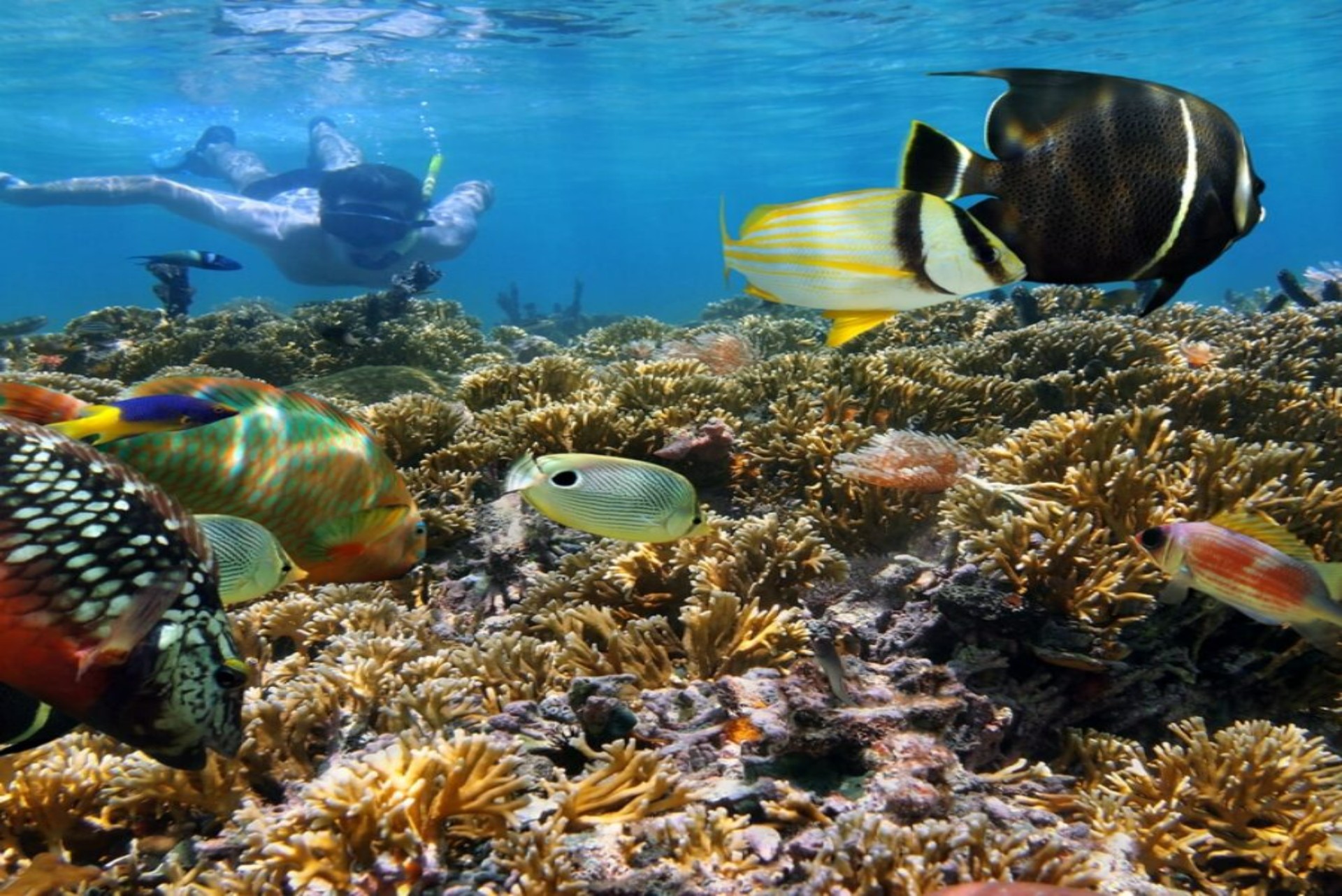 Snorkeling and Scuba Diving in Guanacaste Costa Rica - Flamingo Beach ...
